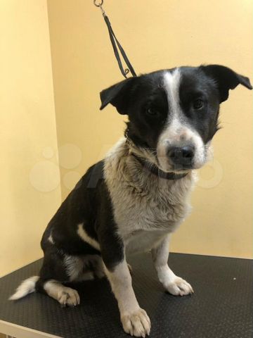 Малявочка пёсик ищет дом