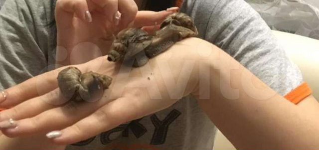 Улитки ахатины