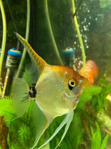 Рыбки Скалярия