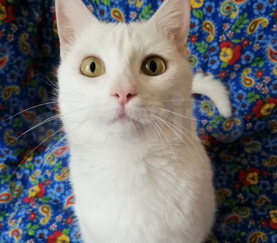 Глазастая, белая кошка в хорошие руки