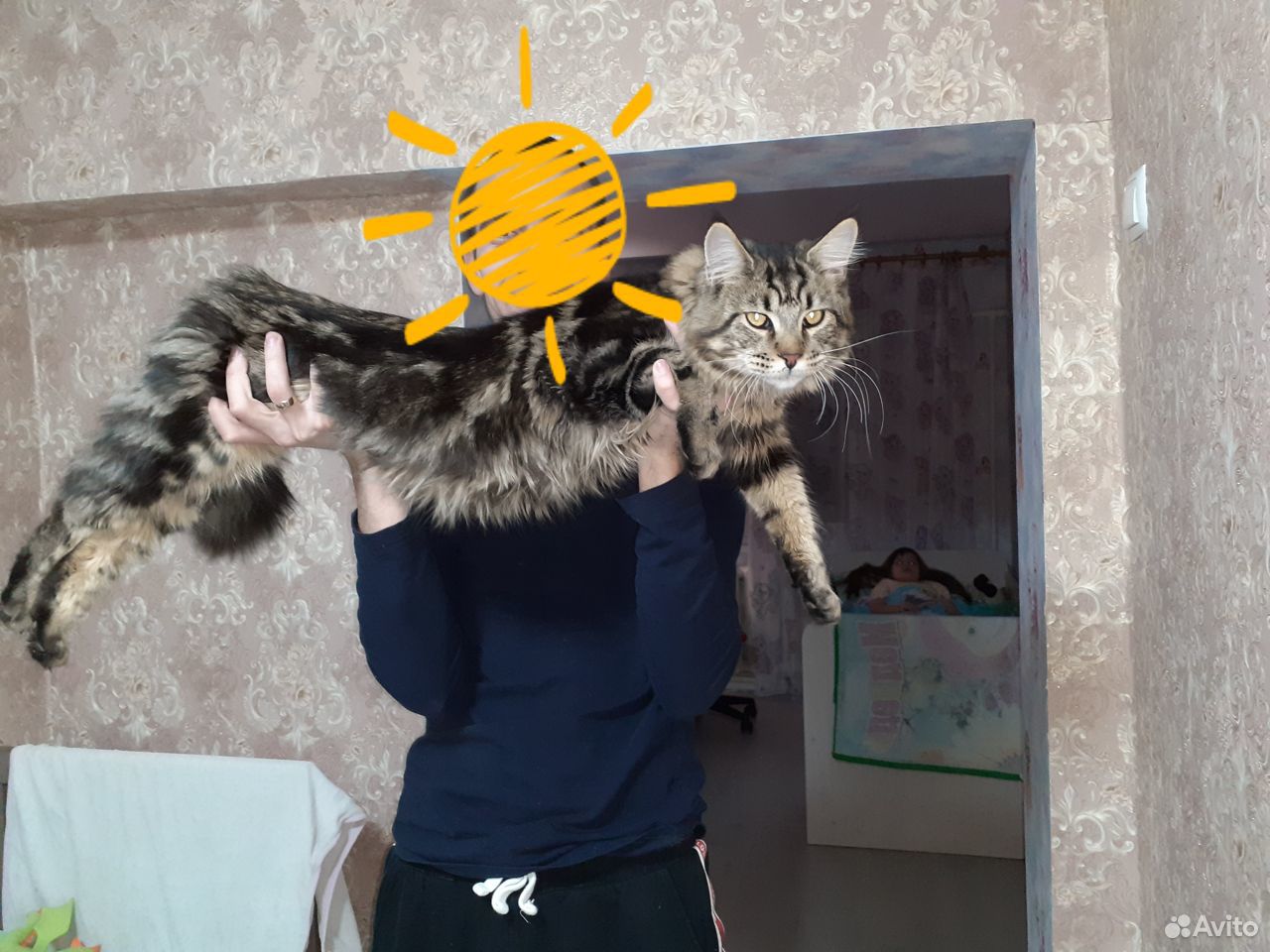 Кот на вязку