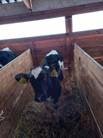 Бычки Телята