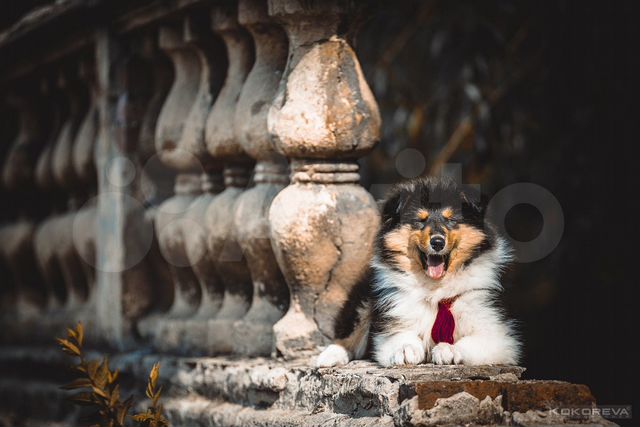 Триколорный щенок колли