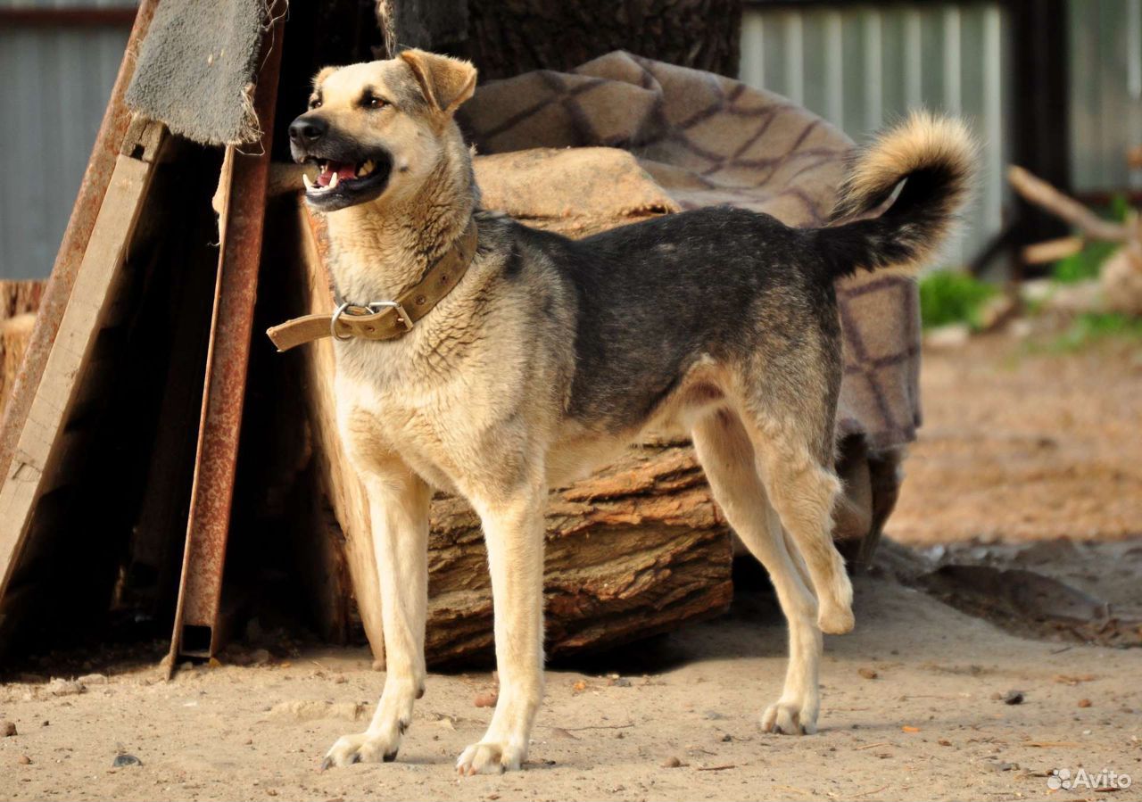 Замечательный пес ждет хозяев