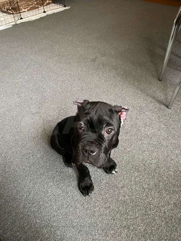 Щенки кане Корсо