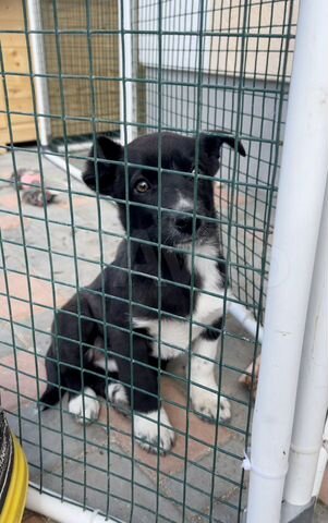 Маленькая Лола ждет своих хозяев в мини приюте