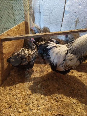 Семья виандот