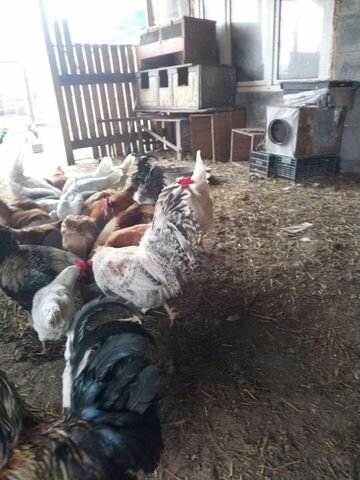 Петухи разных пород