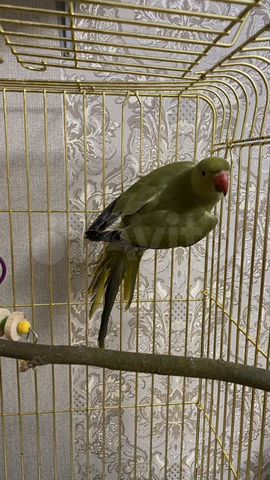 Попугай ожереловый