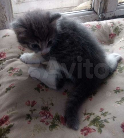 Котёнок девочка