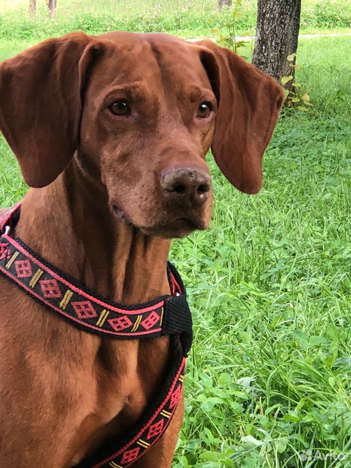 Венгерская выжла