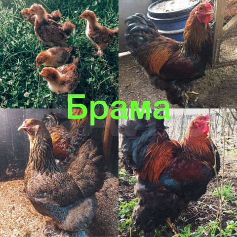 Цыплята породистой птицы