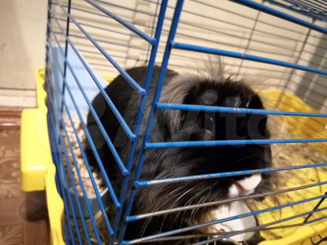 Кролик баран вислоухий