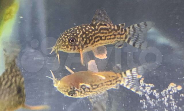 Сомик коридорас штерба