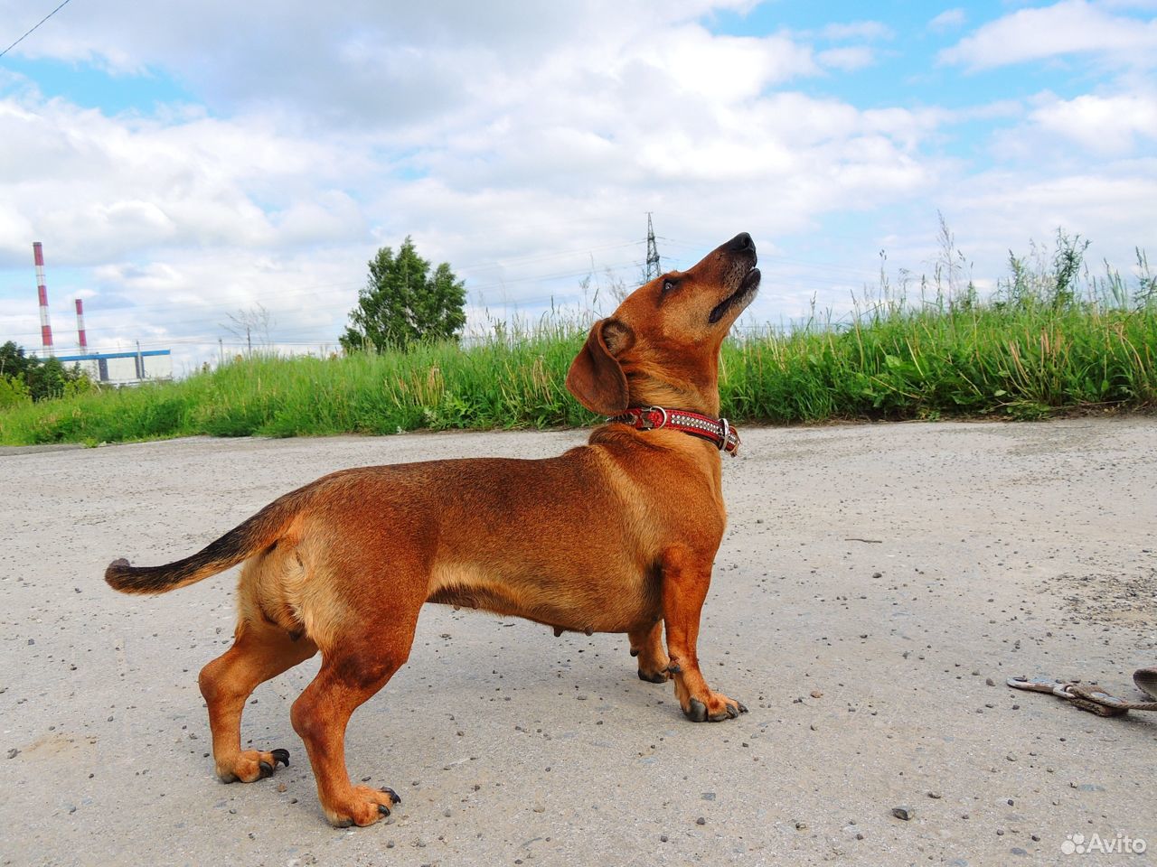 Найдена собака породы такса