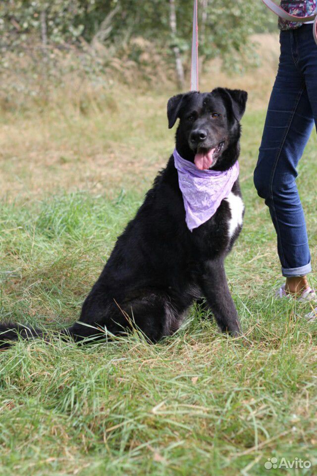 Лабрадористый Макс в приюте