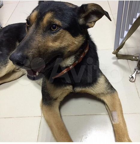 Собака в добрые руки привезу