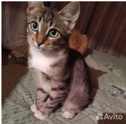 Котенок Мила около 3-х месяцев