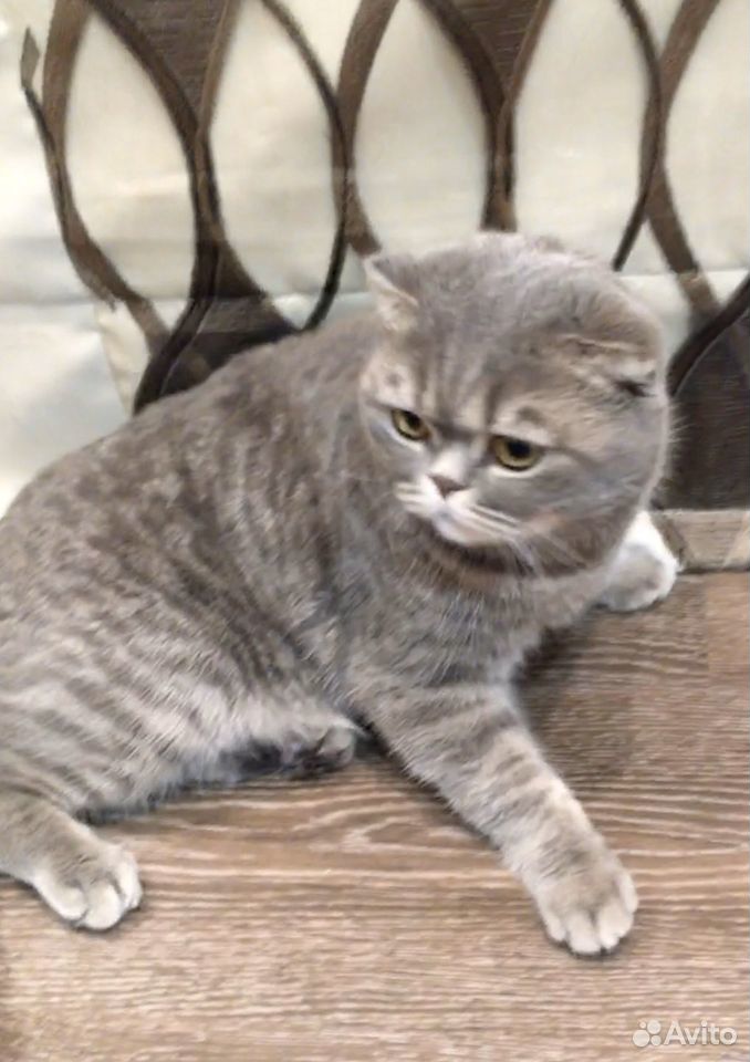 Вислоухий британец