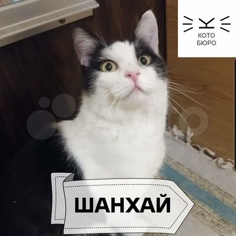Ласковый, компанейский Котик в дар