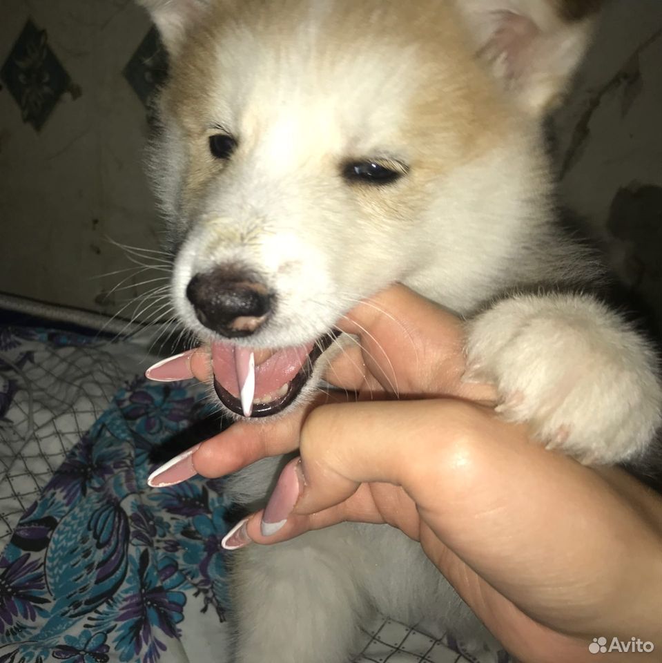 Щенок Хаски-Лайки