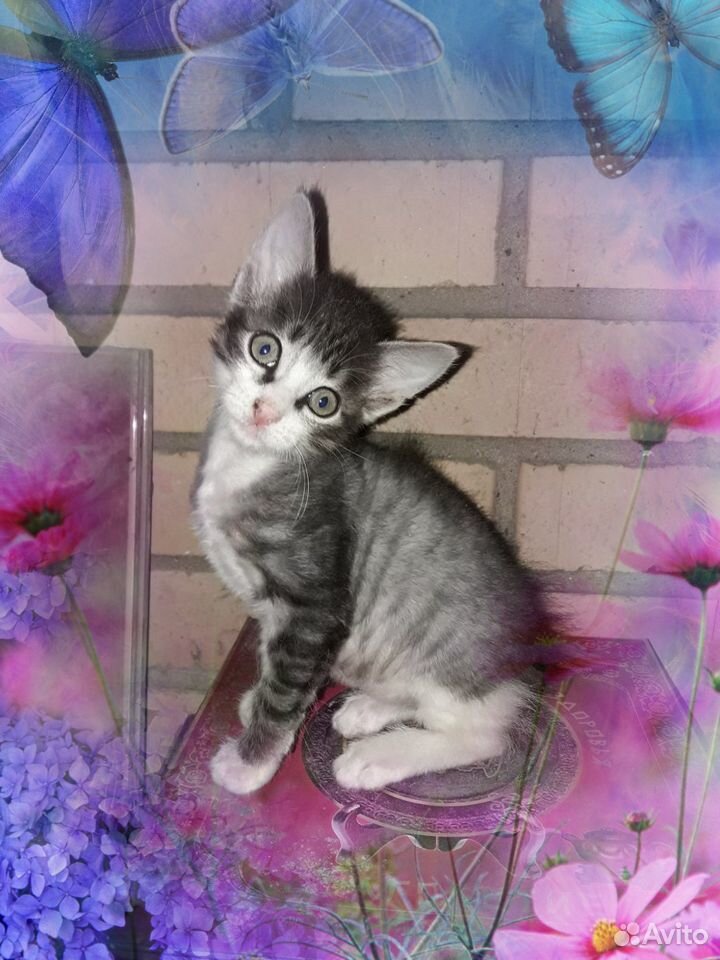 Котёнок ласковый мальчик 1 мес. в добрые руки