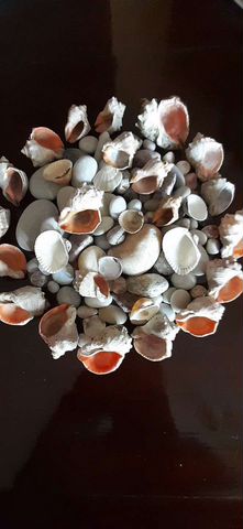 Морские Ракушки и Галька