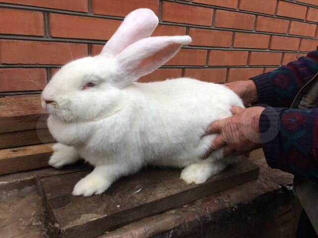 Кролики на племя. Самцы, Самки