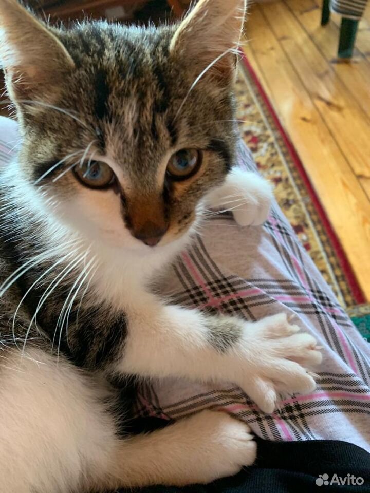 Брошенный на даче милый ласкуша котенок 4мес