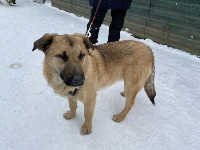 Щенок Марио ищет дом