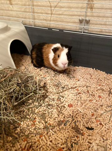 Морская свинка мальчик, возраст 9 мес., с приданны