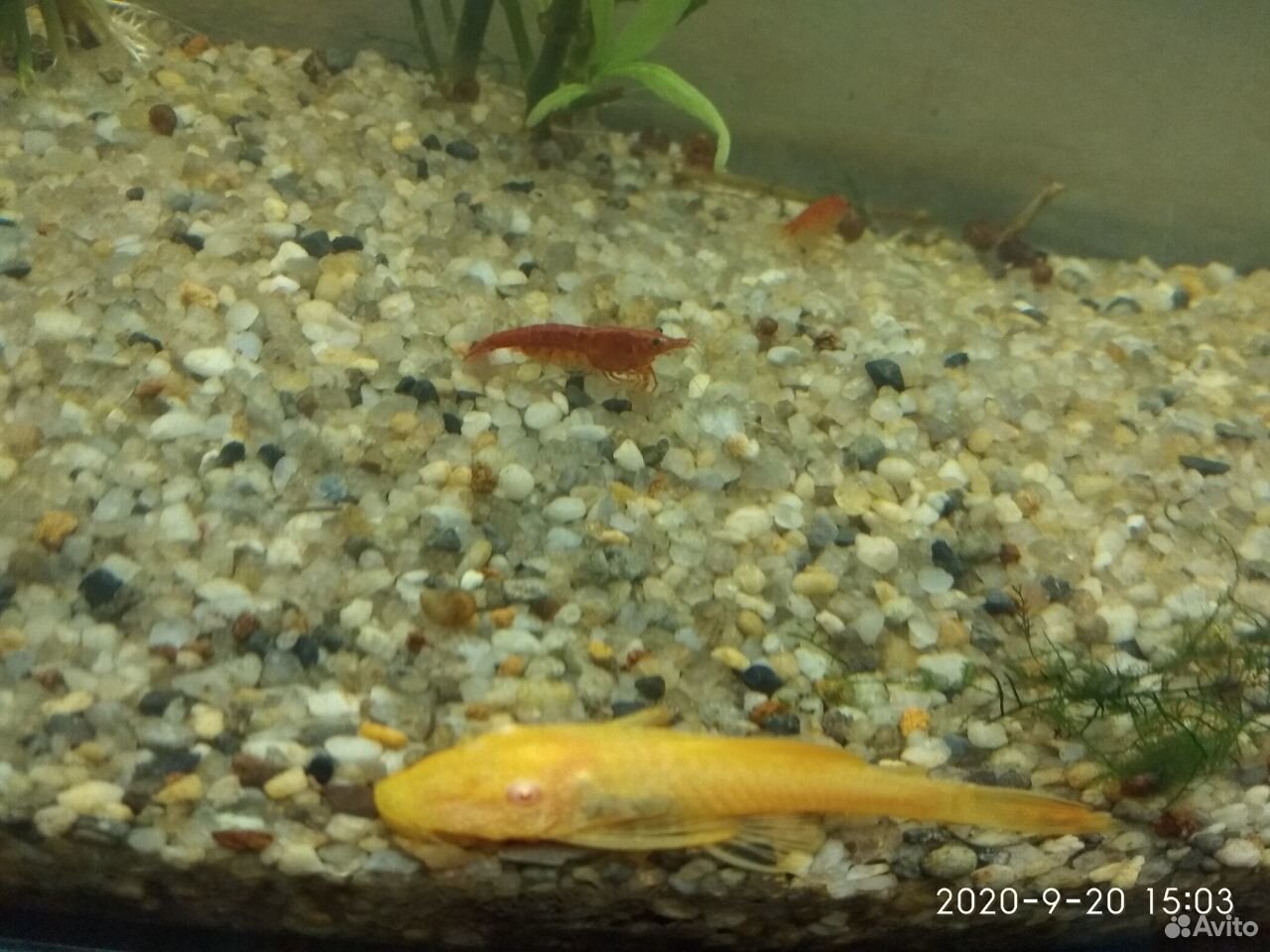 Сомик прилипала самка/обмен