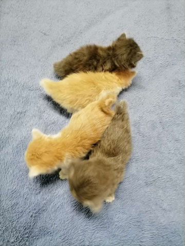 Котята