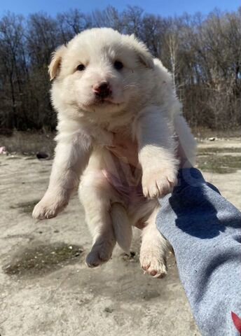 Мальчик от крупных родителей