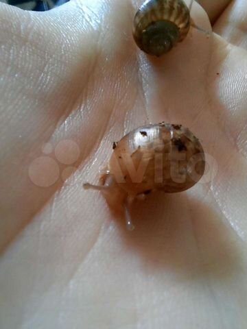 Улитки ахатины