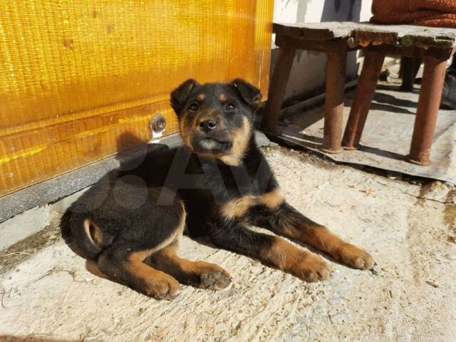 Щенок в добрые руки девочка в охрану