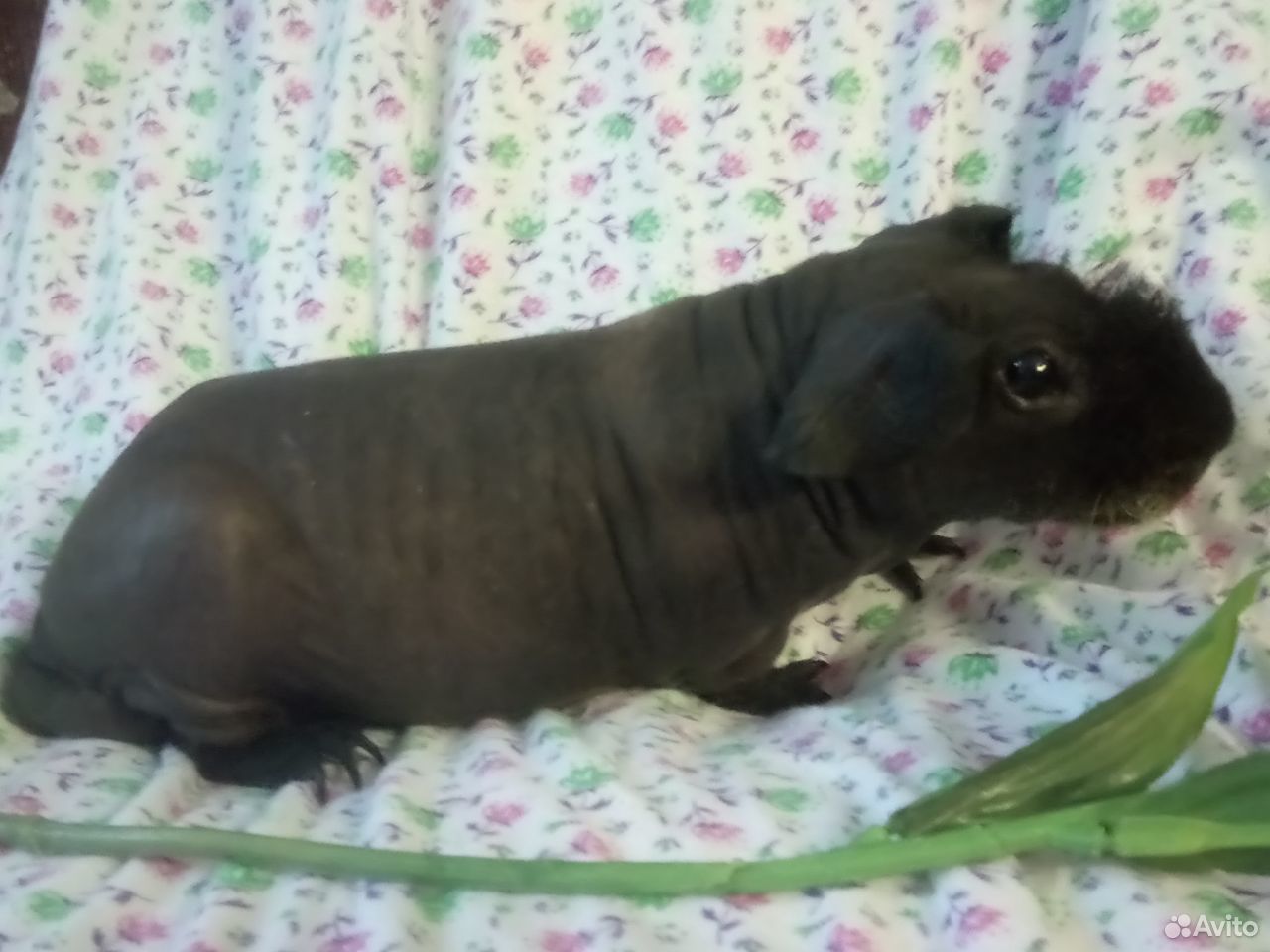 Морская свинка скинни самец