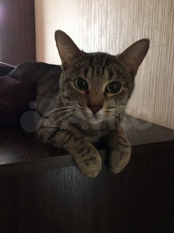Котенок девочка в добрые руки