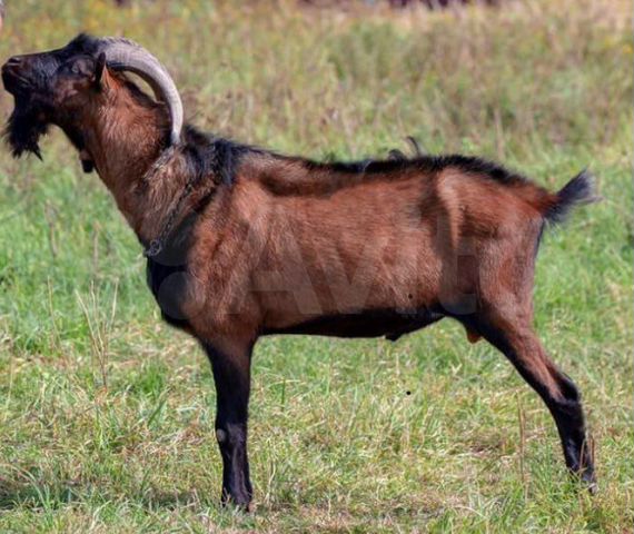 Козёл от высокоудойных производителей, покрытие