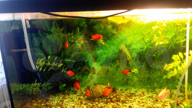 Рыбки "Пицилии"