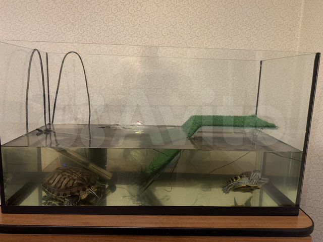 Черепахи + аквариум + фильтр+ нагреватель воды
